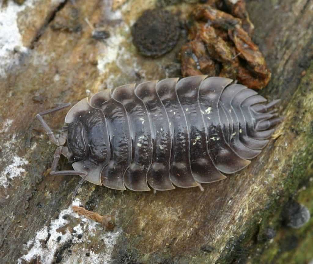 Woodlice and waterlice atlas – Field Studies Council