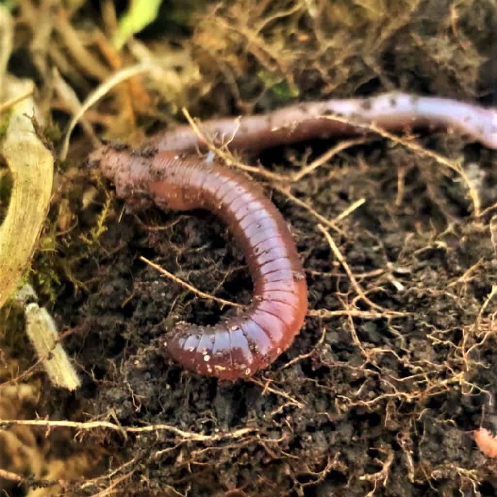 Discovering Earthworms - Online – Field Studies Council