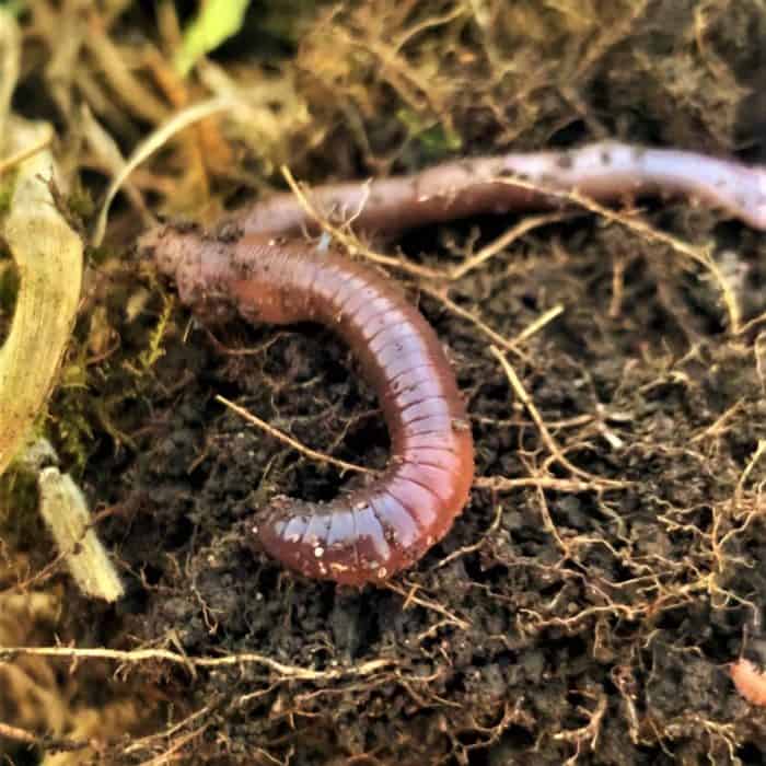 Discovering Earthworms - Online – Field Studies Council
