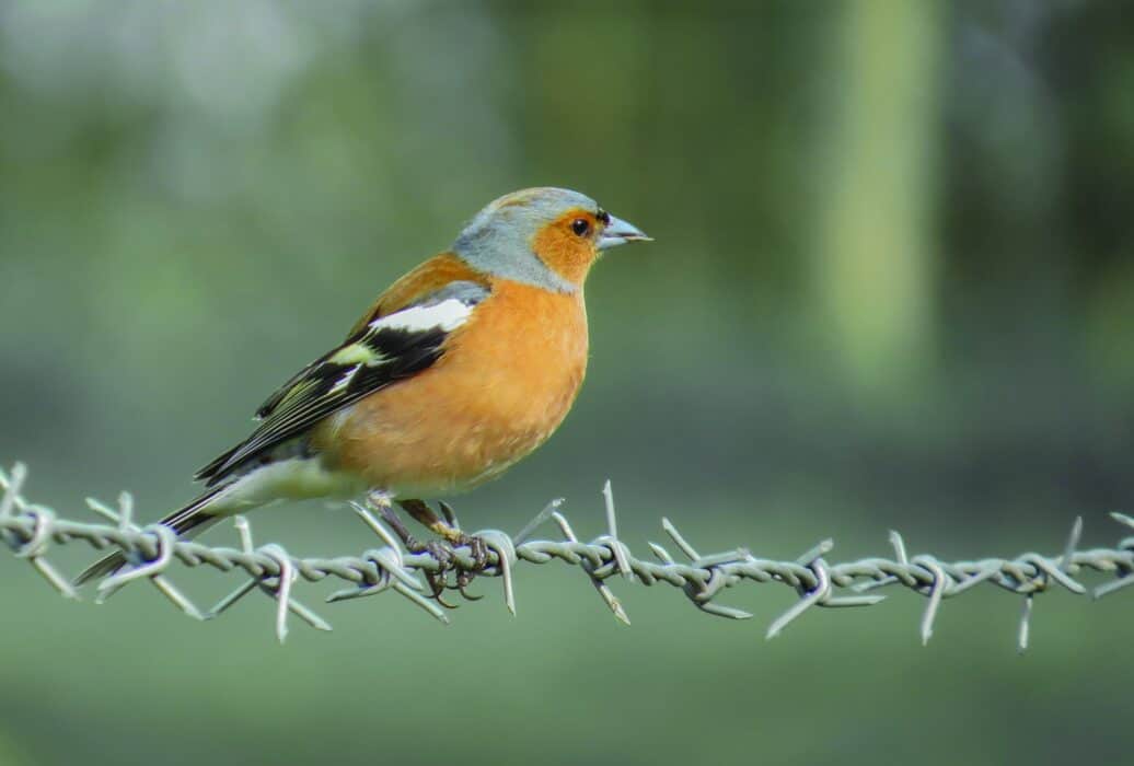 Birdwatching: Spring Arrivals – Field Studies Council