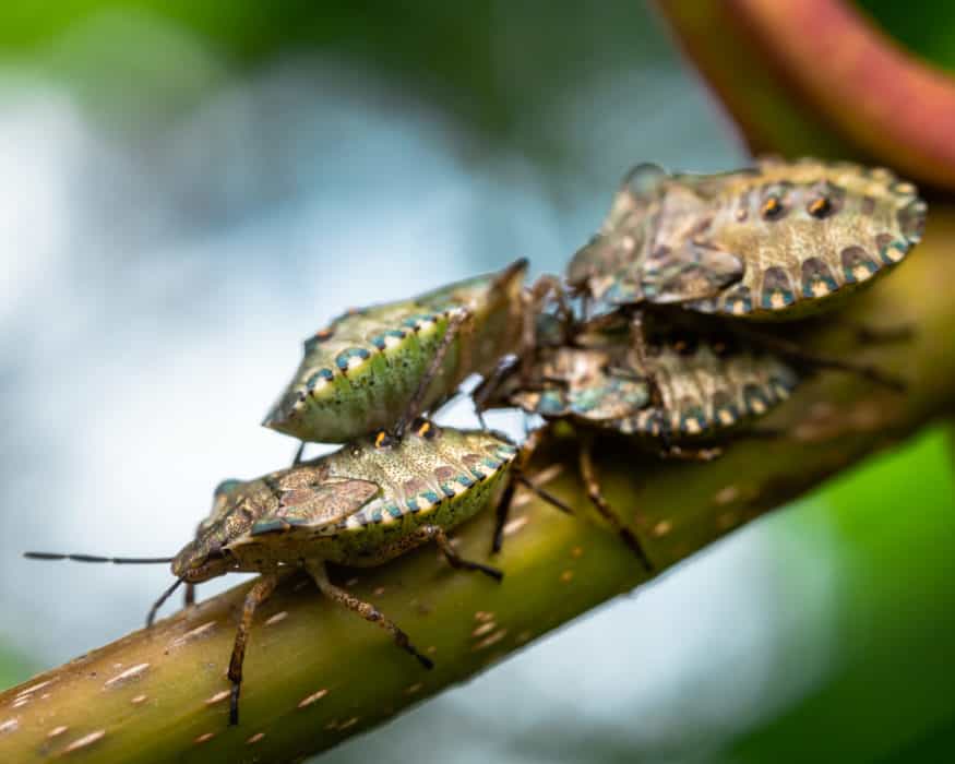 Hemiptera (True Bugs) Courses | Field Studies Council