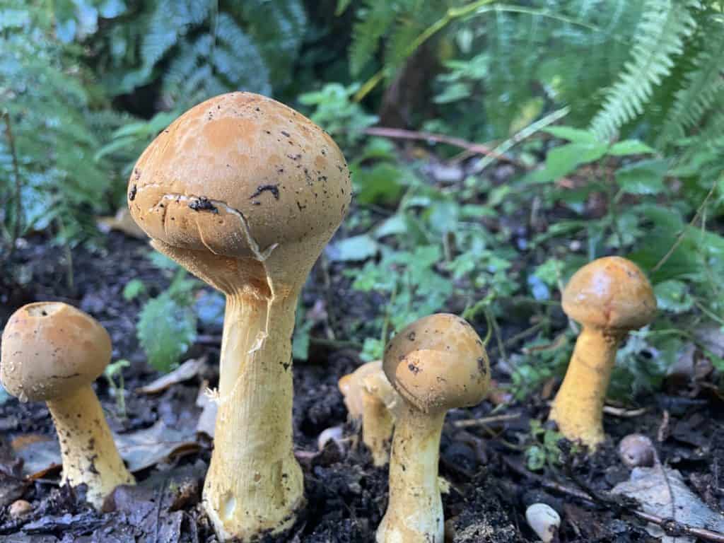 Identifying Fungi and Using Keys - Online – Field Studies Council