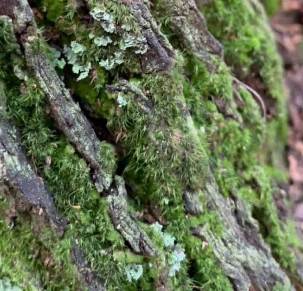 Introduction to Bryophyte Identification – Field Studies Council
