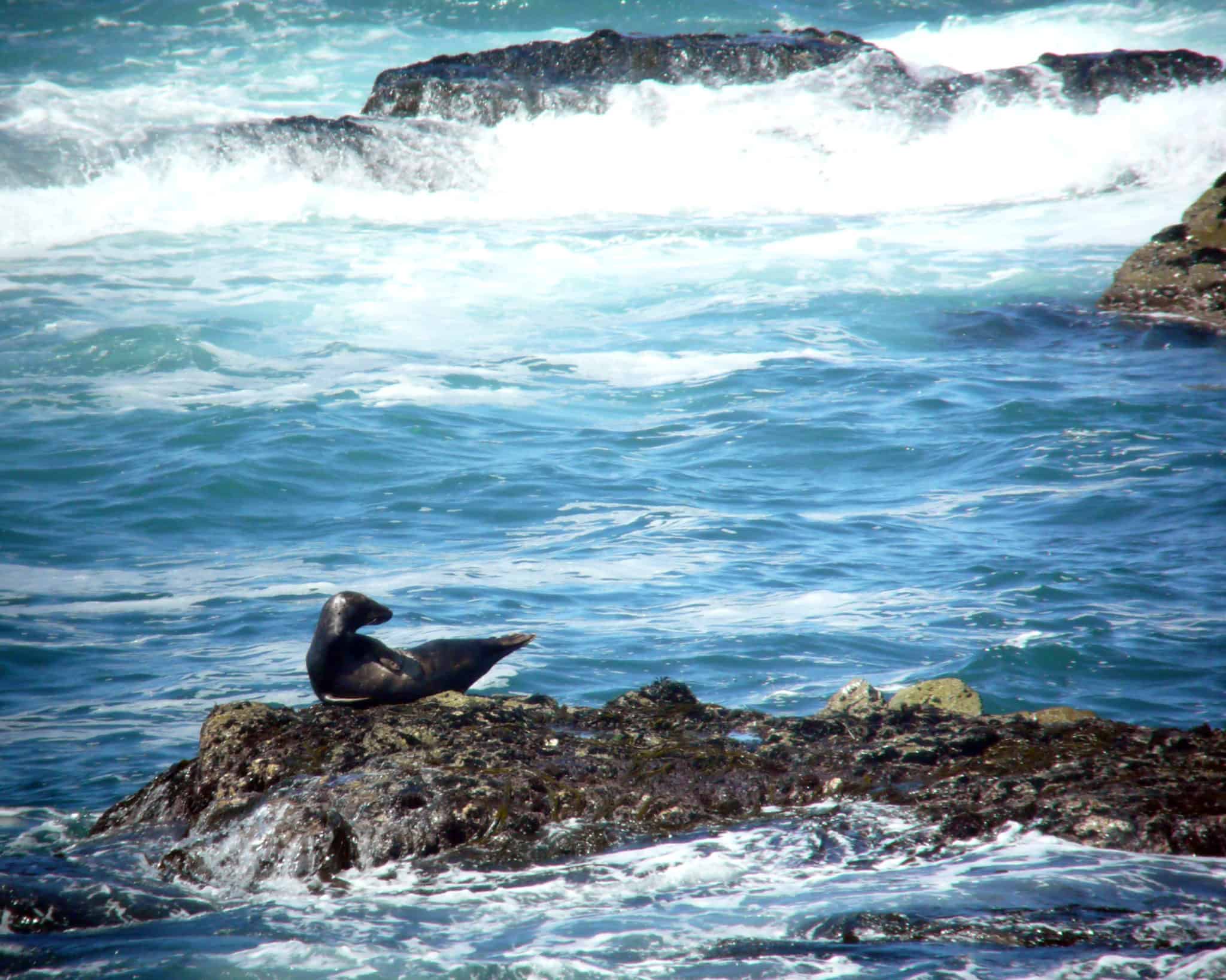 Discovering UK Seals: Identification, Ecology and Conservation - Online ...