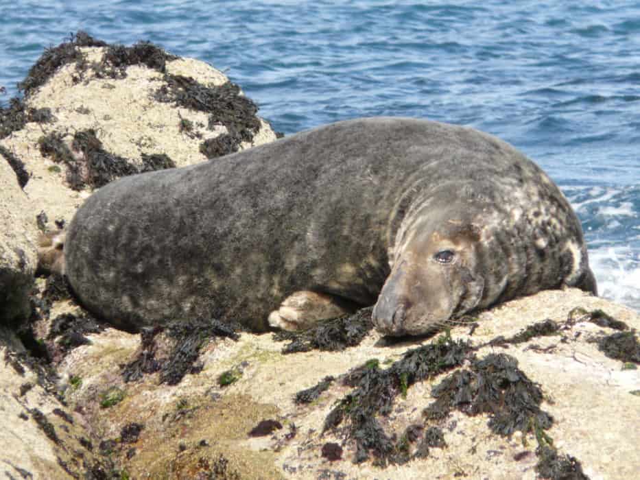 Discovering UK Seals: Identification, Ecology and Conservation - Online ...