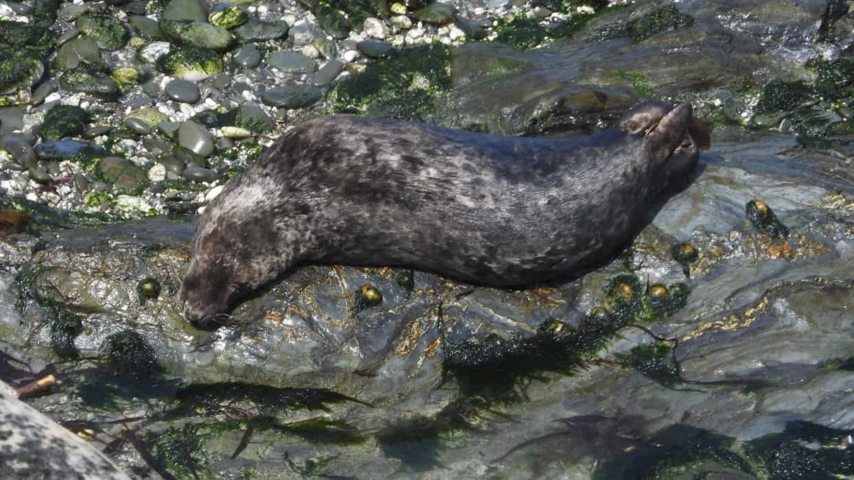 Seal Field Skills to Inform Conservation - Online – Field Studies Council