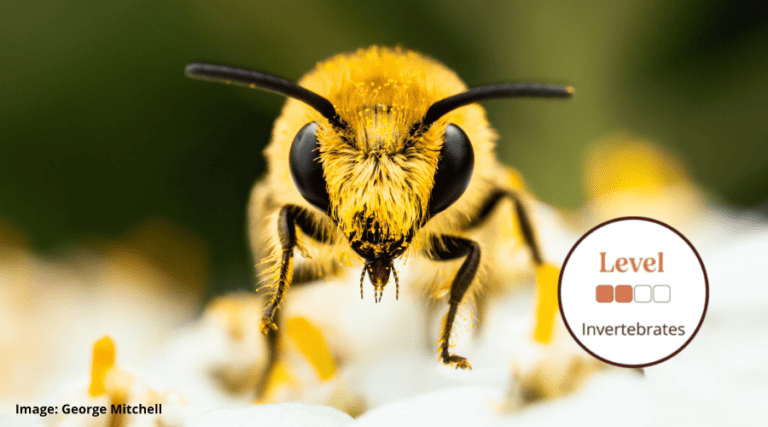 Bee Conservation - Online Course – Field Studies Council