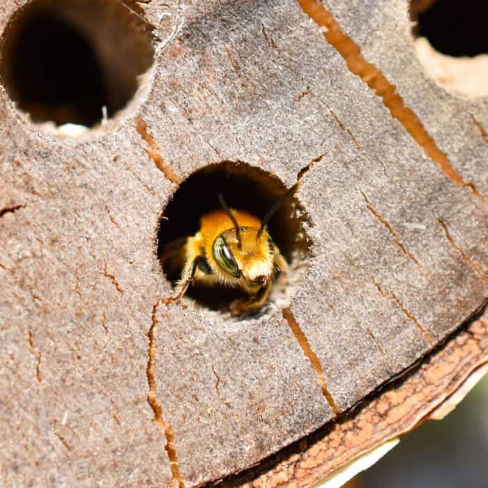 Discovering Bees - Online – Field Studies Council