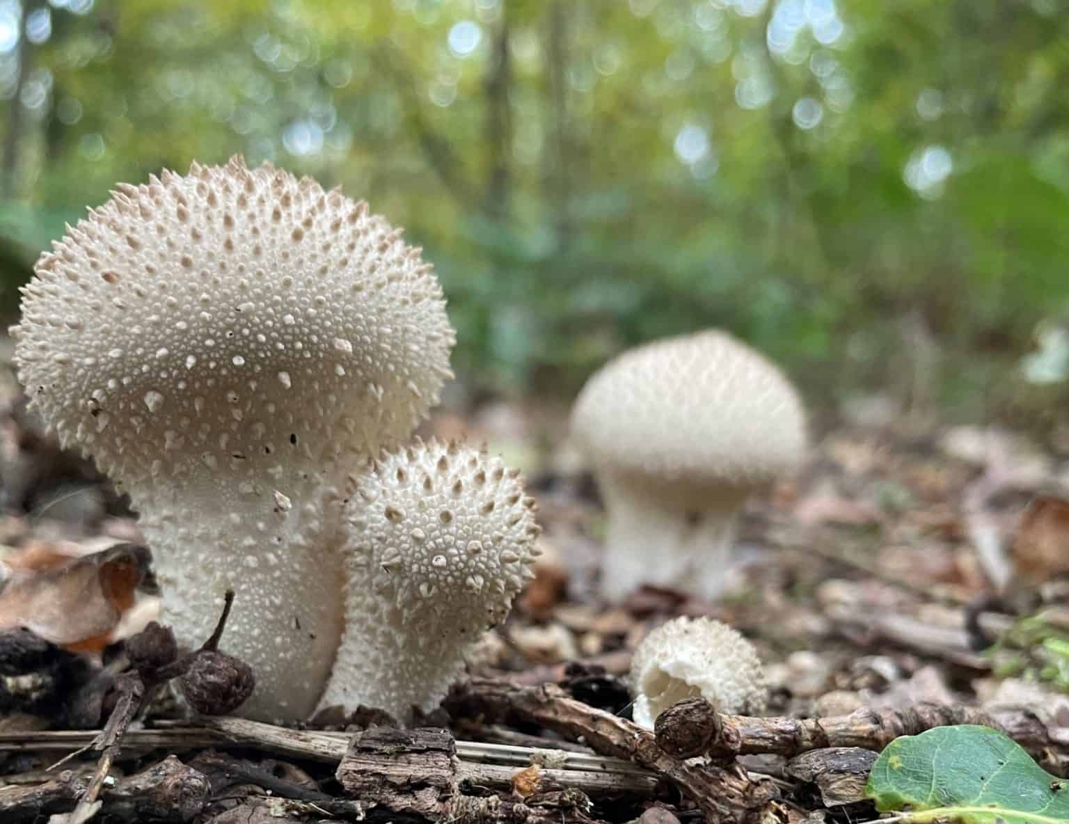 Autumn Fungi: An Introduction – Field Studies Council