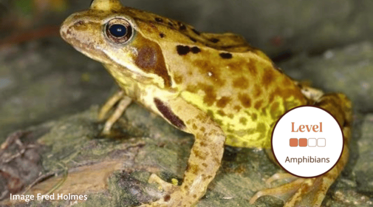 Discovering Amphibians: Identification and Ecology - Online – Field ...