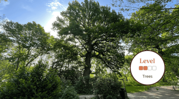 Discovering Trees - Online – Field Studies Council