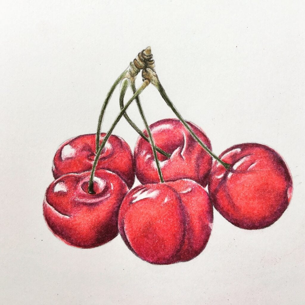 Botanical Illustration Using Coloured Pencils – Field Studies Council