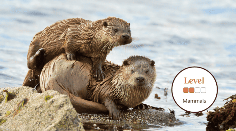 Discovering UK Otters: Biology, Ecology and Conservation - Online ...