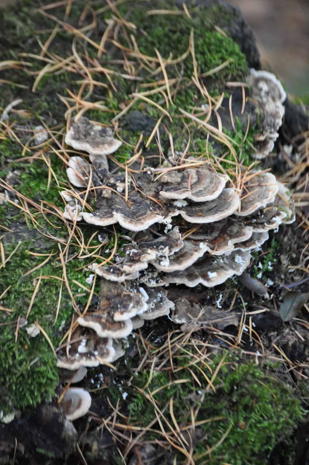 Autumn Fungi: An Introduction – Field Studies Council