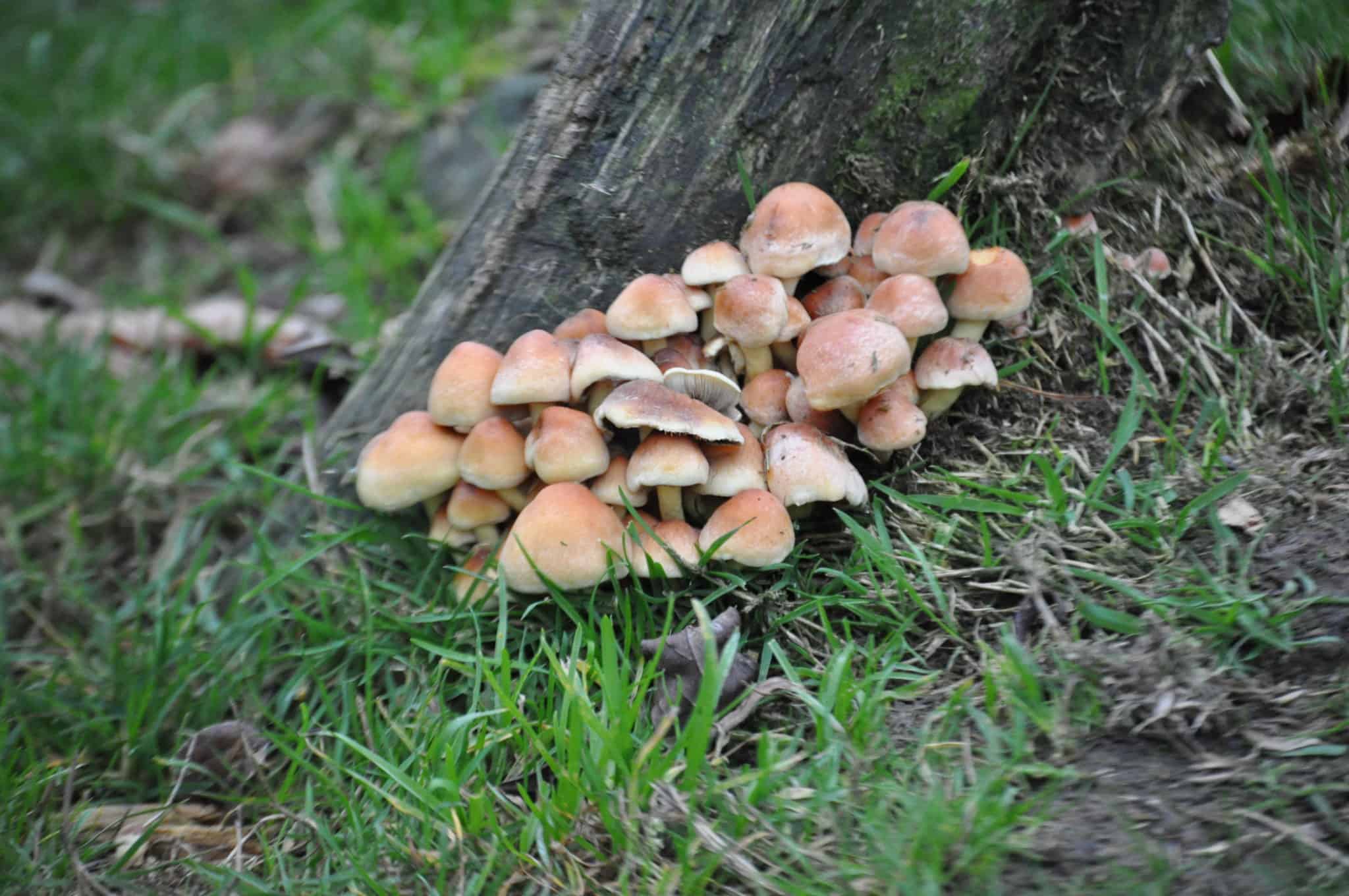 Autumn Fungi: Introduction and Beginner Identification – Field Studies ...
