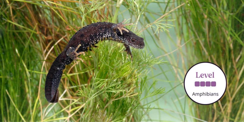 Great Crested Newts: Ecology and Surveys - 08/04/2026 – Field Studies ...