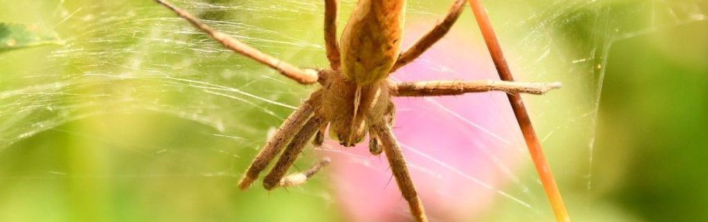 Introduction to Spider Identification - Online – Field Studies Council
