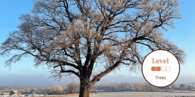 Tree Identification Courses | Beginner to Advanced | FSC