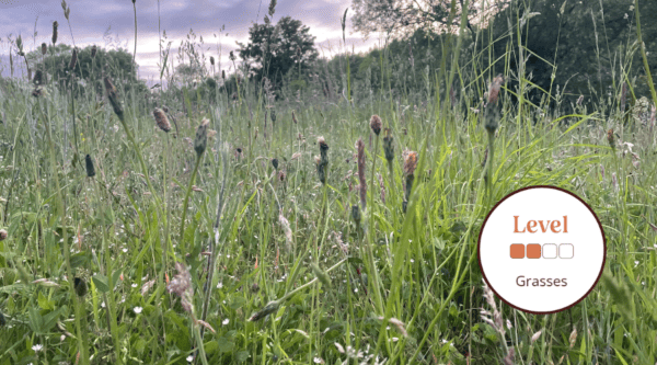 Identifying Grasses Using Vegetative Features – Field Studies Council ...