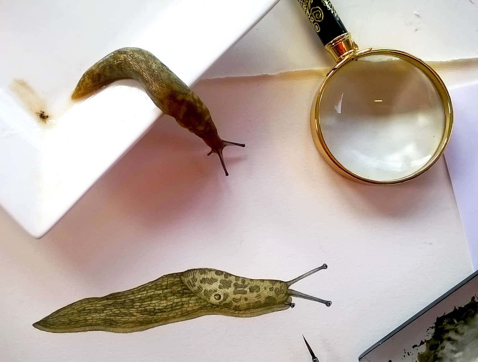 Natural History Illustration and Life-long Learning (Guest blog from ...