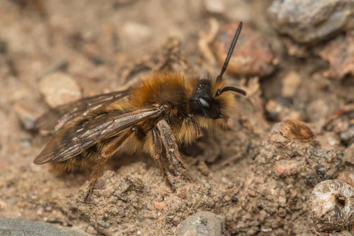 Bee Nesting Ecology - Online – Field Studies Council