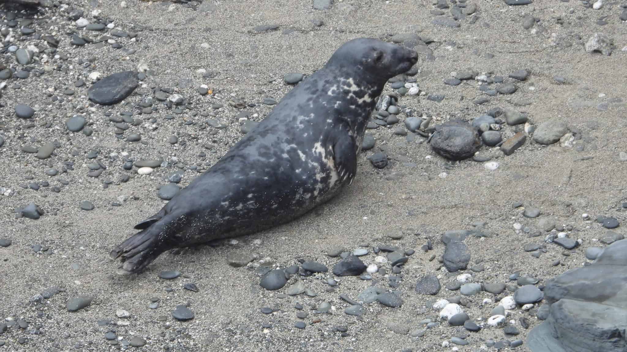 Seal Field Skills to Inform Conservation - Online – Field Studies Council