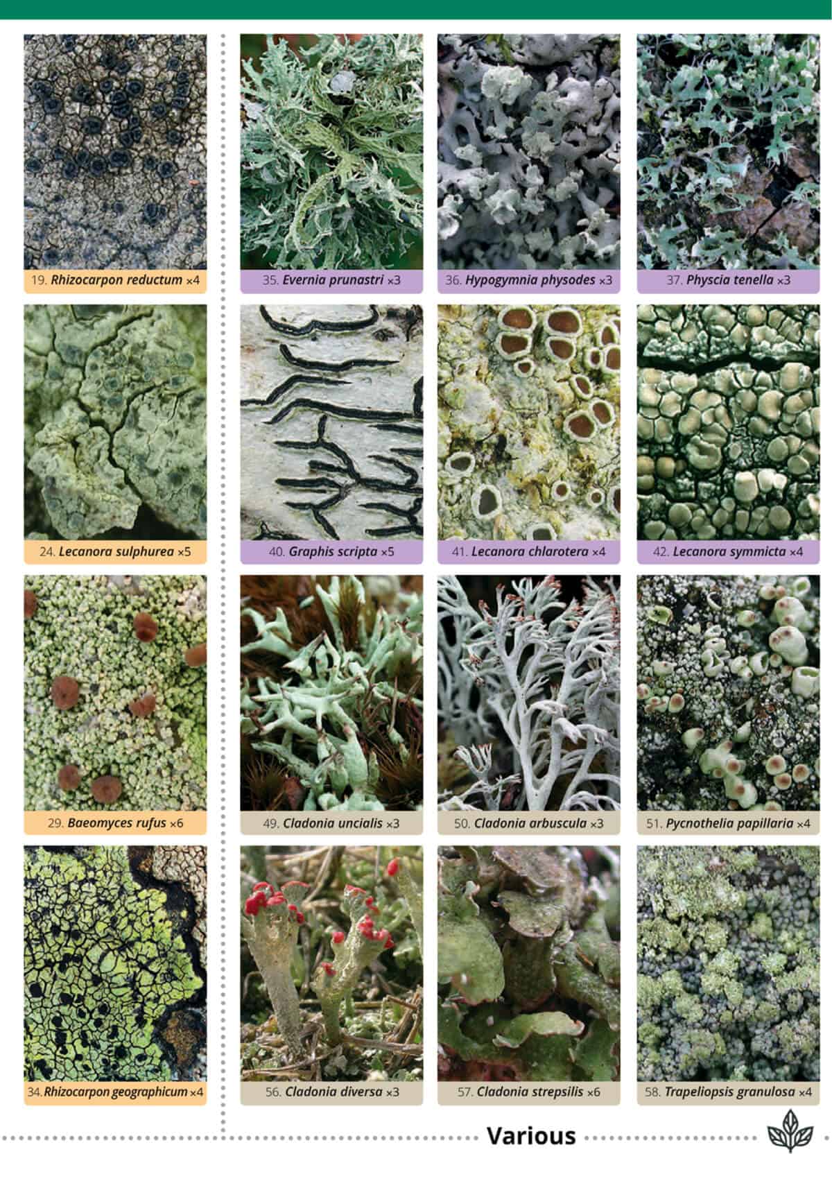 Lichens of heaths and moors guide – Field Studies Council