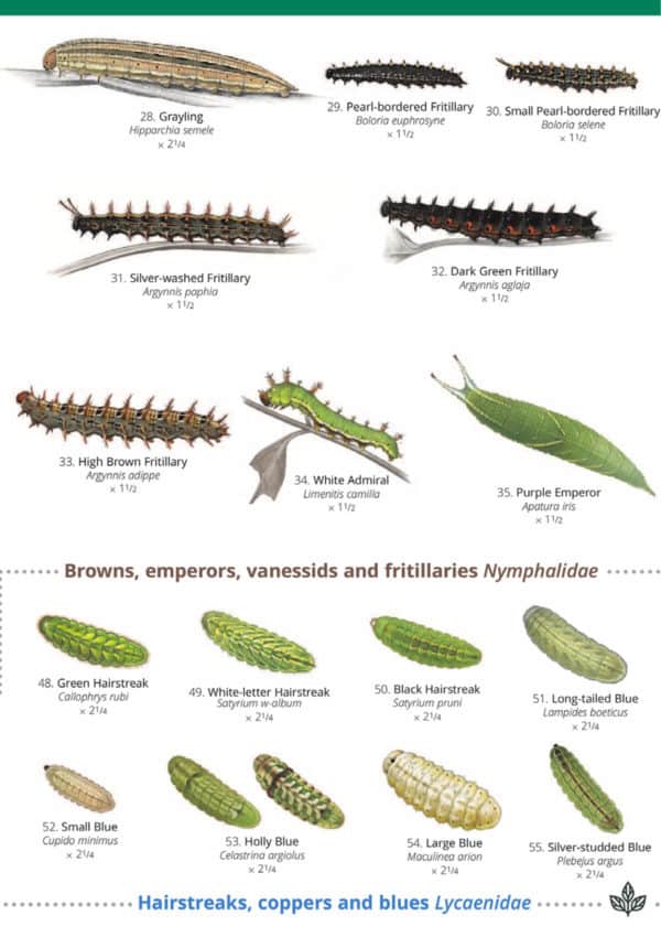 British Caterpillar Identification Guide | FSC Caterpillar Field Guide