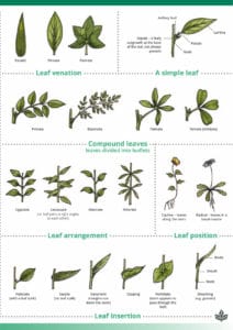 Describing flowers – Field Studies Council