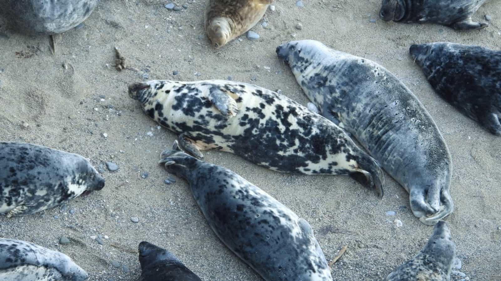 Seal Field Skills to Inform Conservation - Online – Field Studies Council