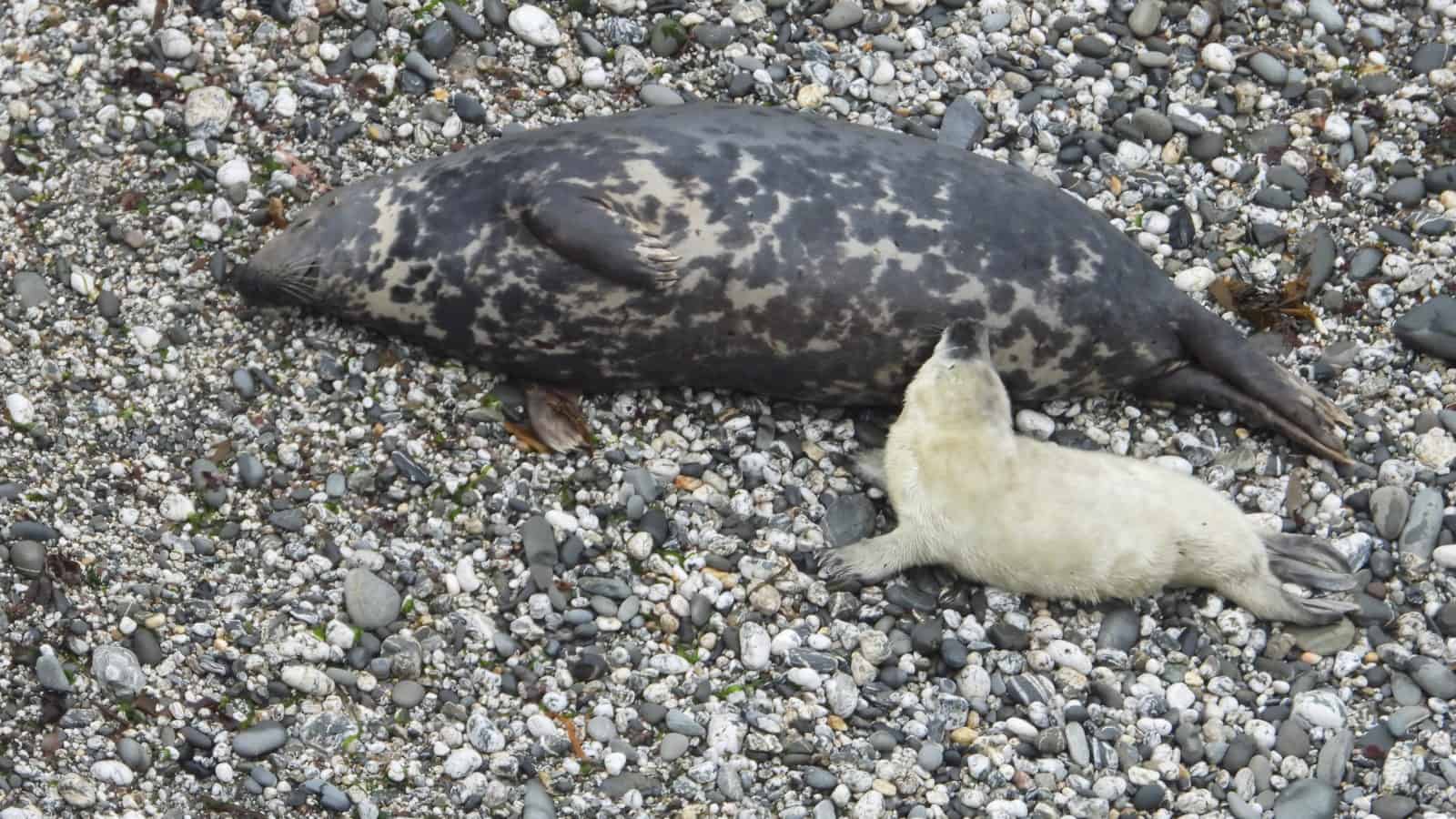 Discovering UK Seals: Identification, Ecology and Conservation - Online ...