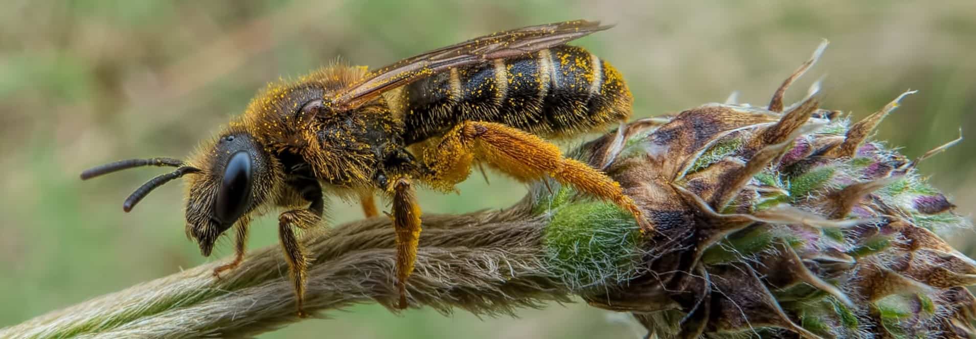 Bee Conservation - Online Course – Field Studies Council