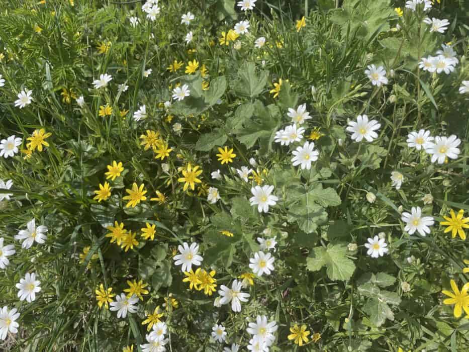 Discovering Botany - Online – Field Studies Council