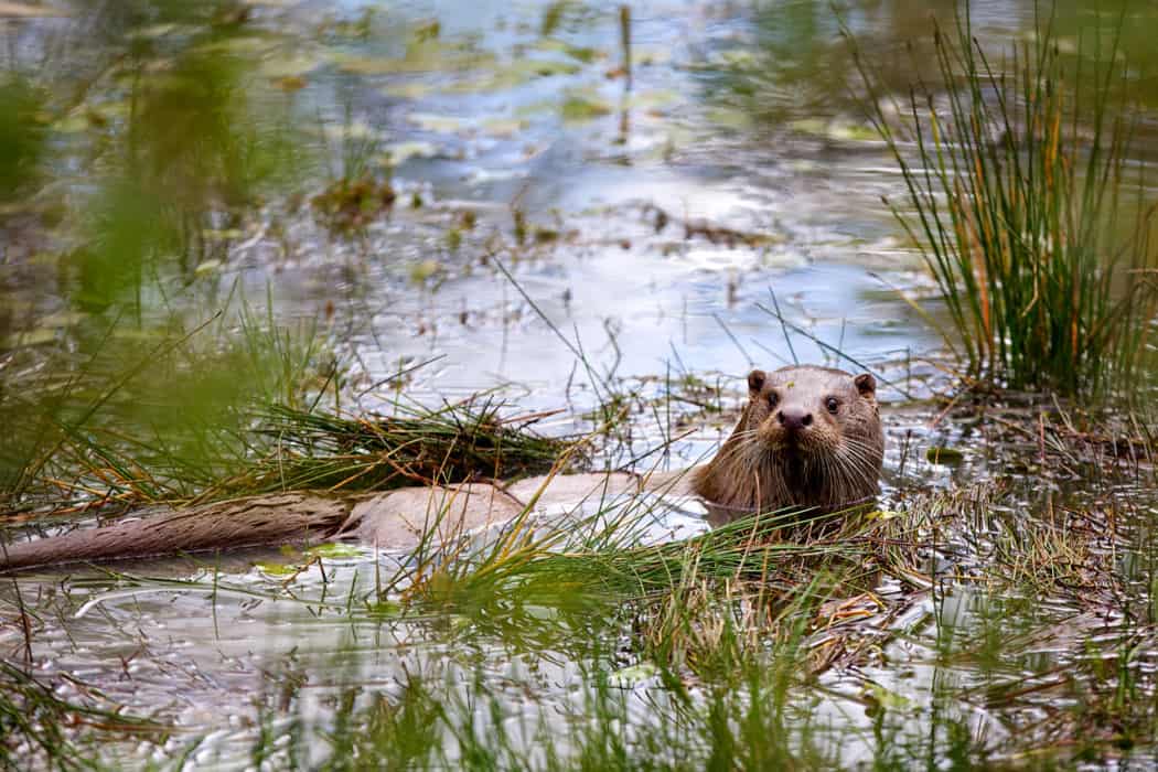 Discovering UK Otters: Biology, Ecology and Conservation - Online ...