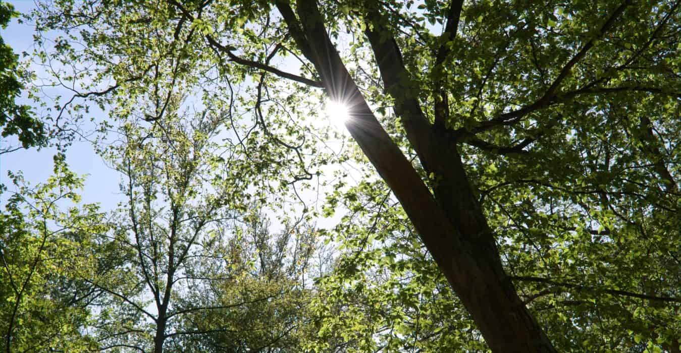 Native Tree Identification – Field Studies Council