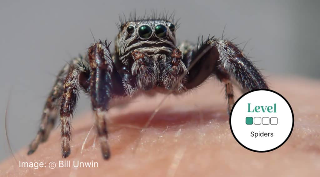 Discovering Spiders - Online – Field Studies Council