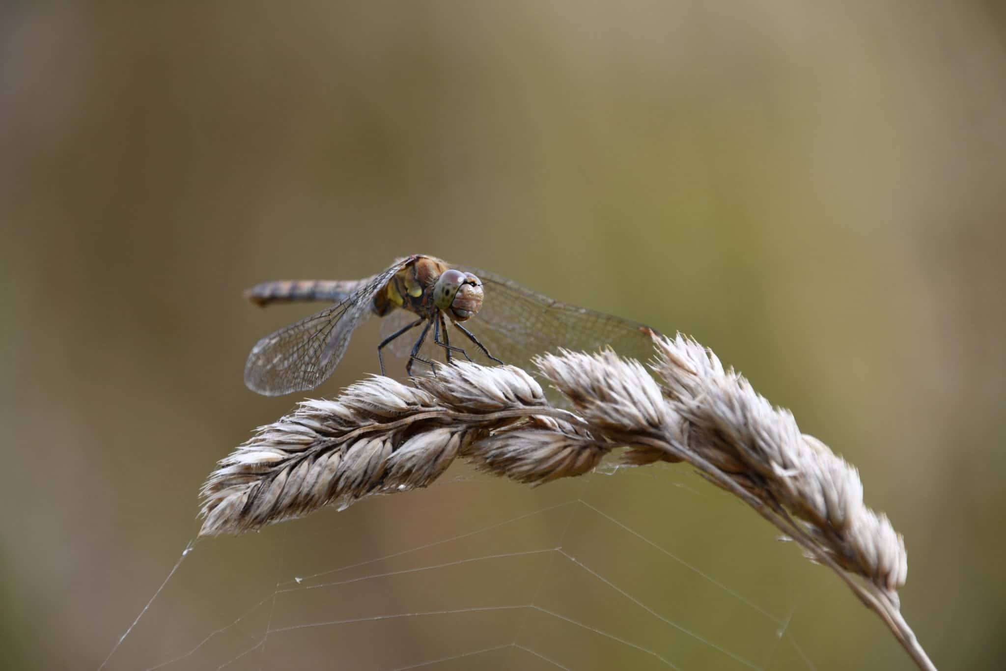 Introduction to Dragonflies and Damselflies (2 Days) – Field Studies ... Introduction to Dragonflies and Damselflies (2 Days) – Field Studies ...