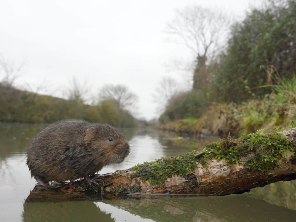 Biodiversity Skills: Animal Monitoring and Management – Field Studies ... Biodiversity Skills: Animal Monitoring and Management – Field Studies ...