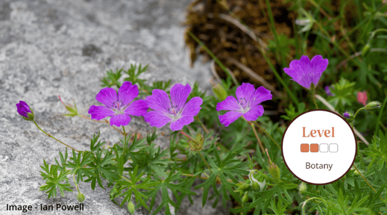 Identifying Plants of Limestone Habitats – Field Studies Council
