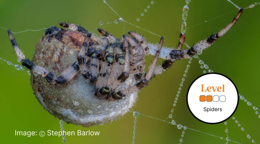 Introduction to Spider Identification - Online – Field Studies Council