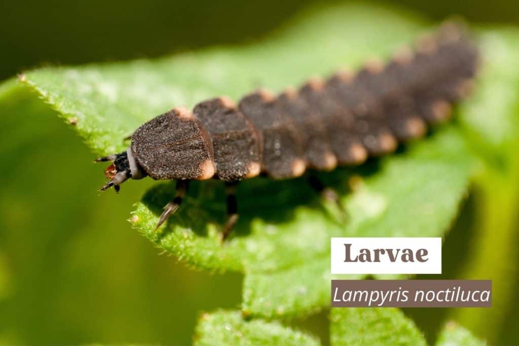 To Glow or Not to Glow- Searching for Glow-worms in Worcestershire ...