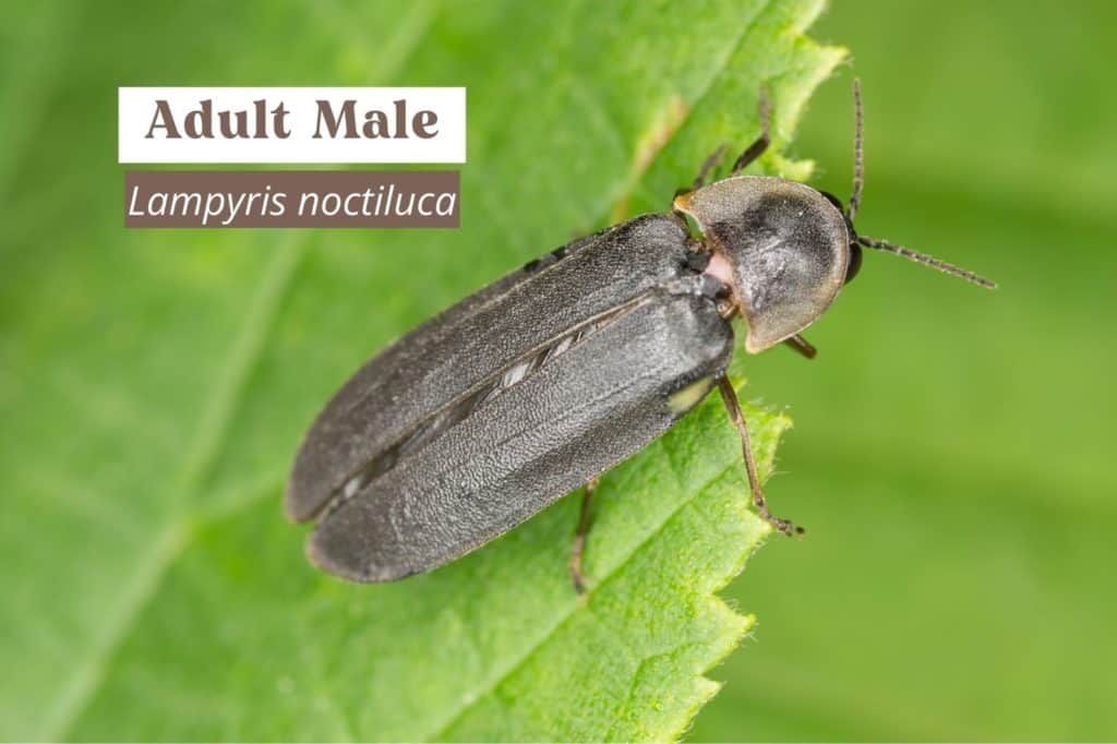 To Glow or Not to Glow- Searching for Glow-worms in Worcestershire ...