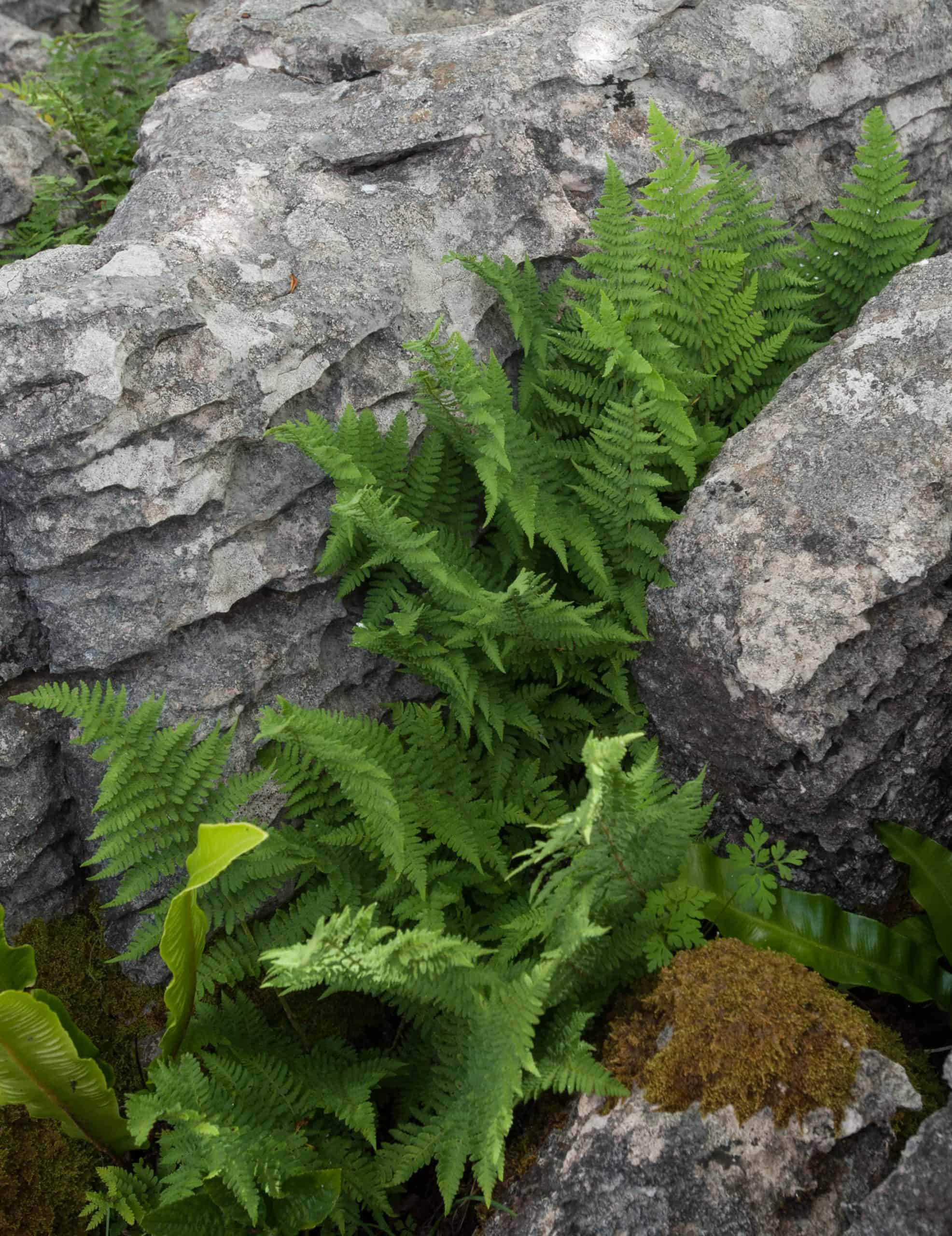 Identifying Plants of Limestone Habitats – Field Studies Council
