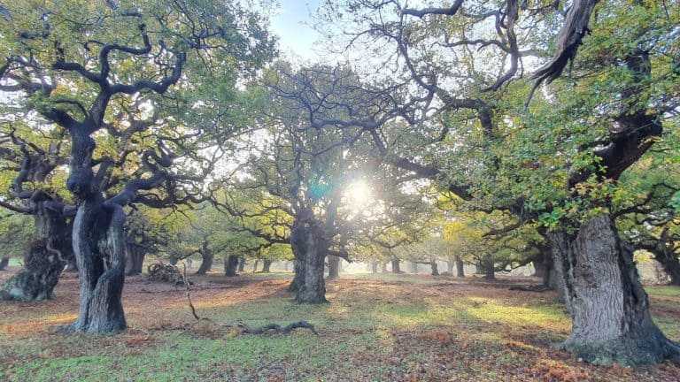 Ancient Trees of the British Landscape – Field Studies Council