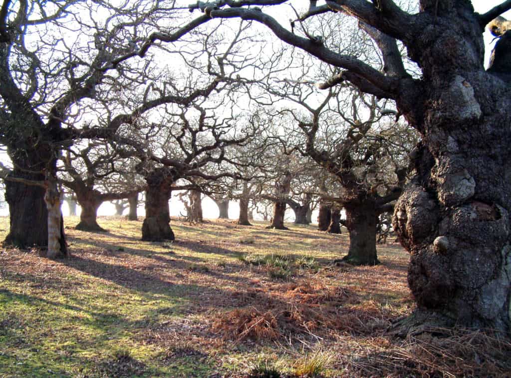 Ancient Trees of the British Landscape – Field Studies Council