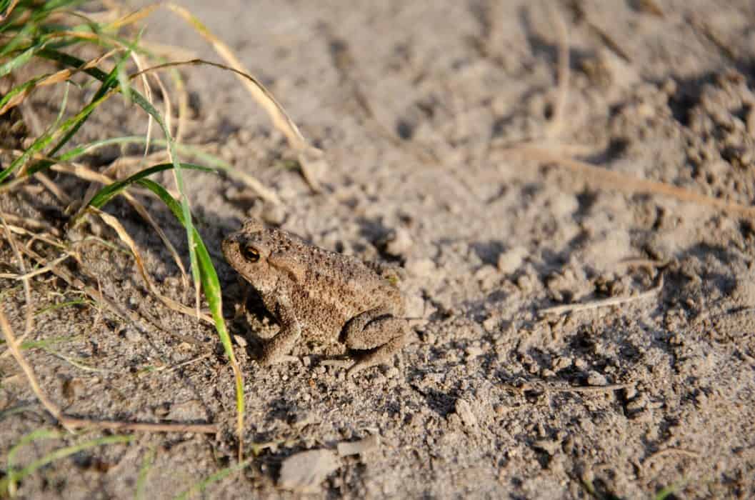 Working with Natterjack Toads – Field Studies Council
