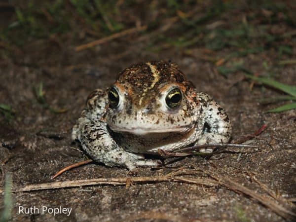 Working with Natterjack Toads – Field Studies Council