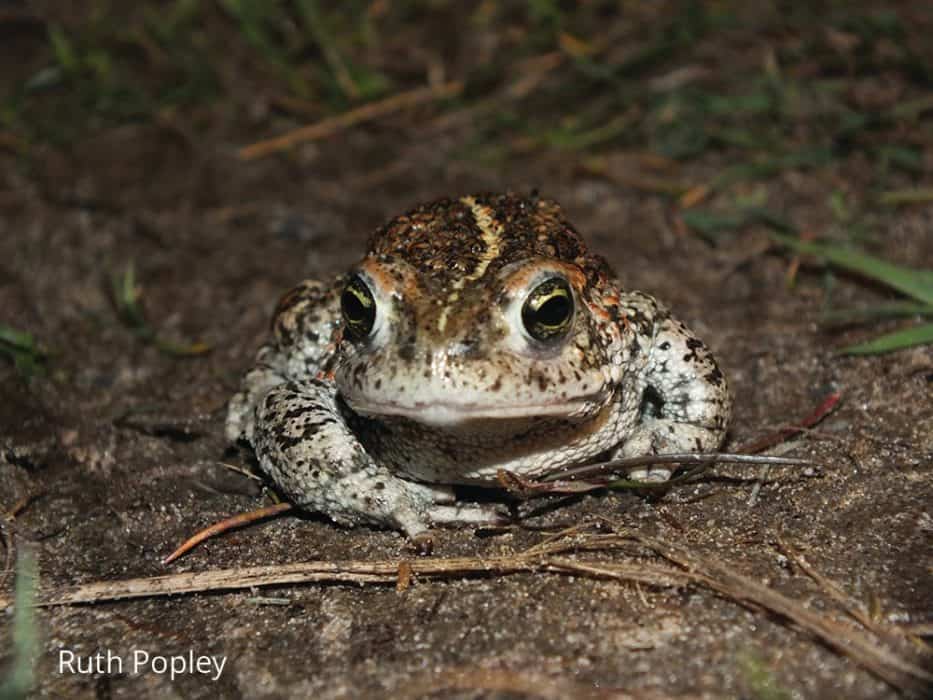 Working with Natterjack Toads – Field Studies Council