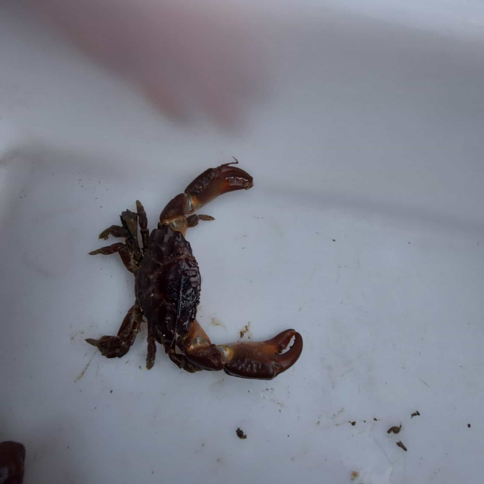 The Marine Science Camp Experience at Dale Fort – Field Studies Council