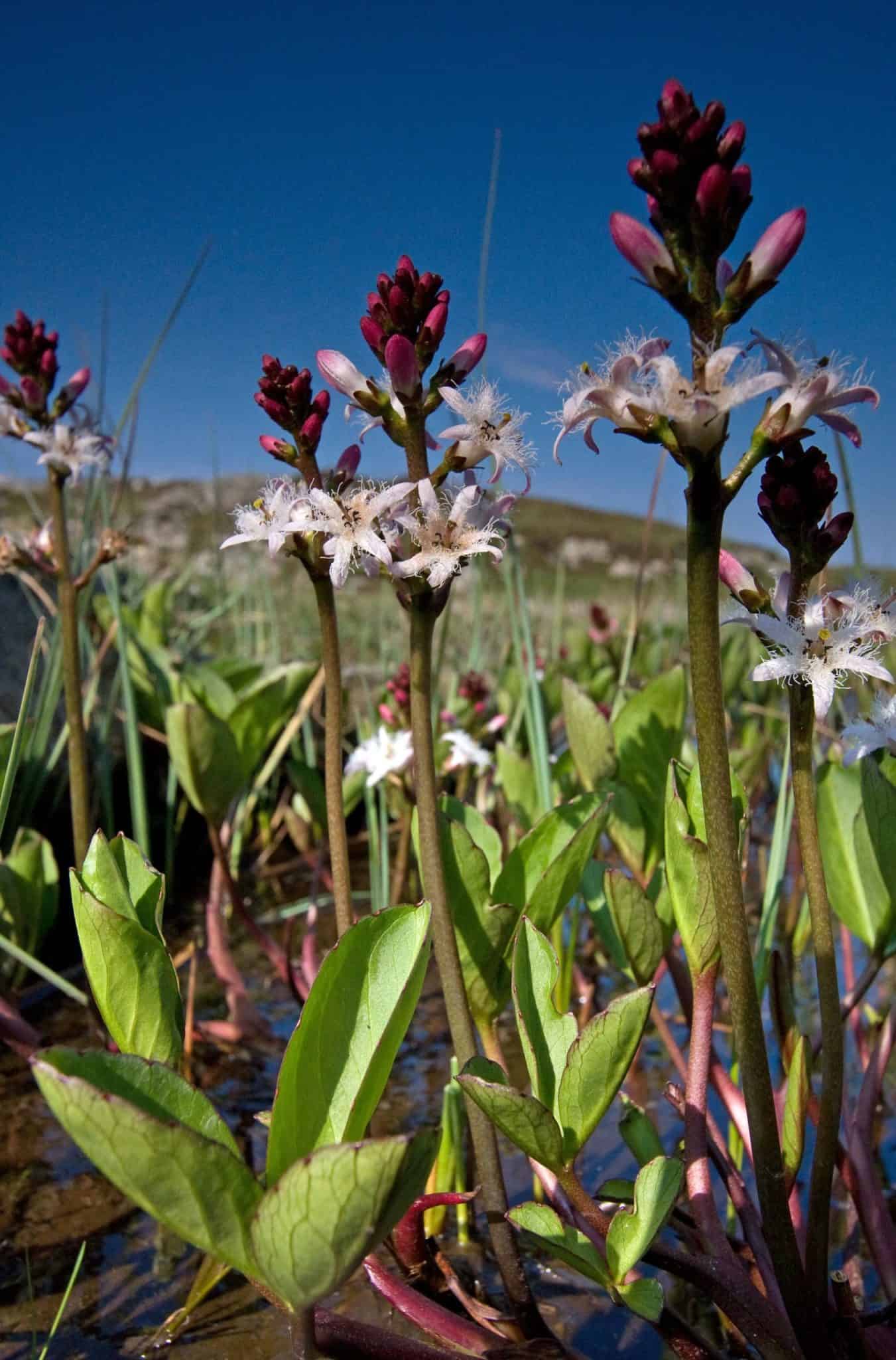 The Botany and Ecology of Bogs and Mires – Field Studies Council
